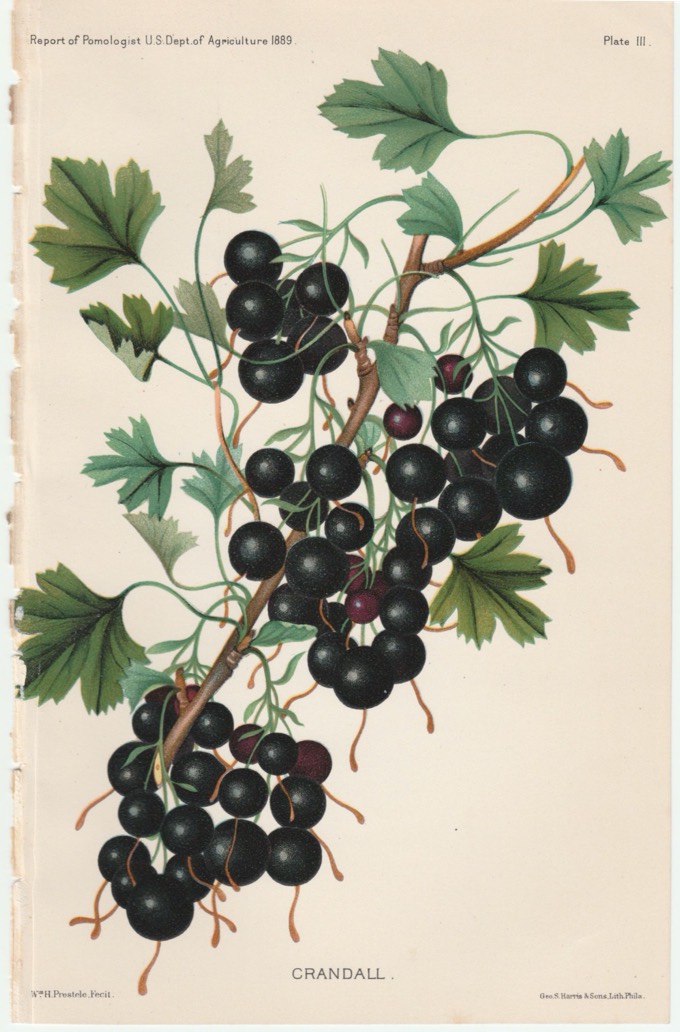 1889 Crandall Black Currant Illustration Lithograph